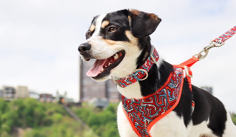 Coastal Pet Products | Coastal Pet Products