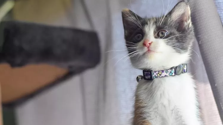 Coastal Pet Products | Coastal Pet Products