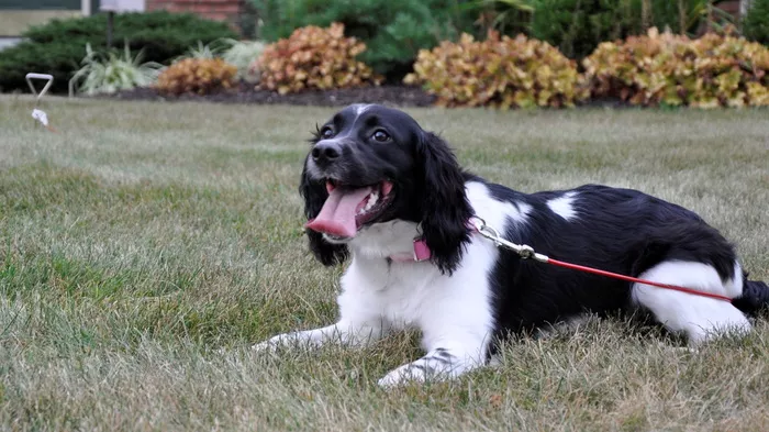 Coastal Pet Products | Coastal Pet Products