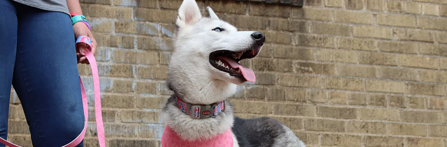 Coastal Pet Products | Coastal Pet Products