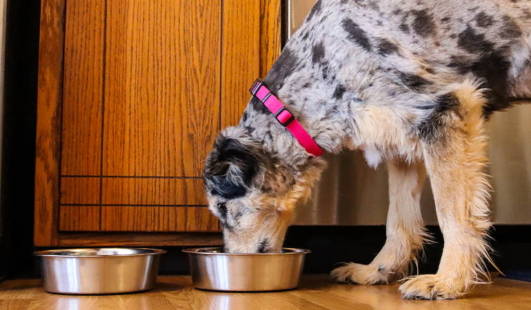 Coastal Pet Products | Coastal Pet Products